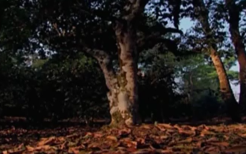 World of Pots: World's oldest tea tree