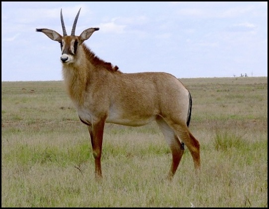 TIERRA SYLVANA: EL ROMPECABEZAS DEL ZEBRO (III): LAS FUENTES CLÁSICAS.
