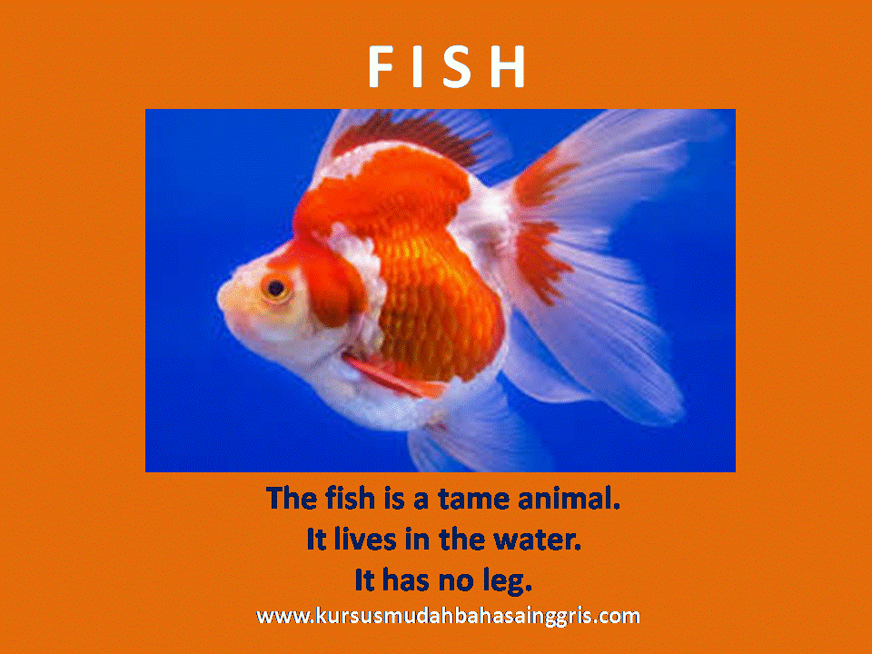 Contoh Kalimat Menggambarkan Benda dan Binatang dalam Bahasa Inggris ...