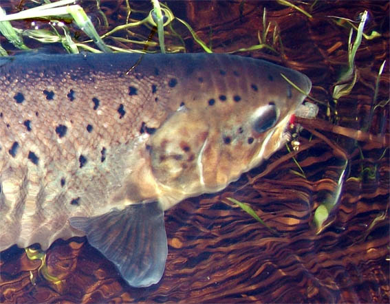 Chavanga Fish Blog: Non traditional salmon fishing