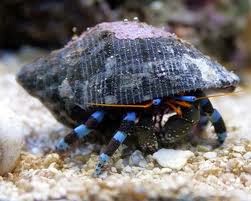 KELOMANGLOVERS: Kelomang Laut ( Marine Hermit Crab)