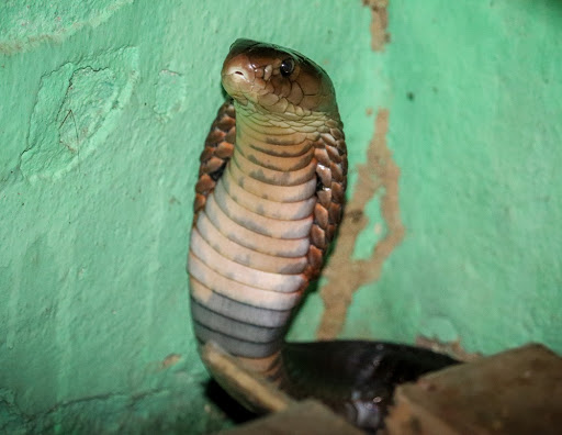 SPECIES OF SNAKES FOUND IN ASSAM