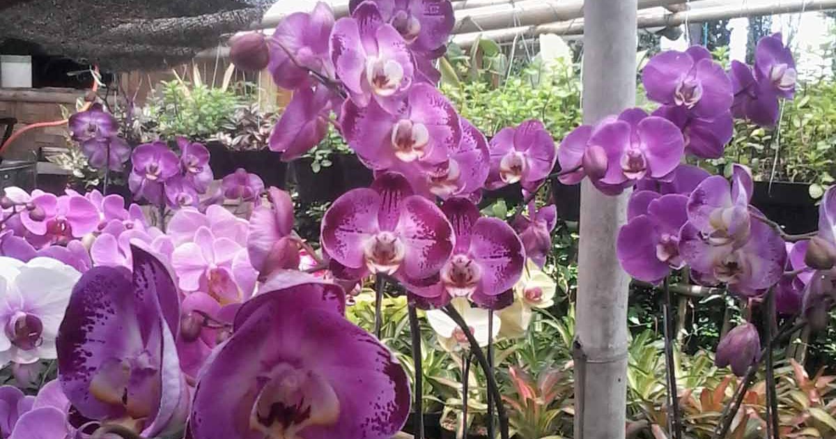 Paling Keren 13+ Gambar Anggrek Bulan Warna Ungu - Gambar Bunga Indah