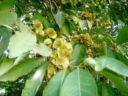 Mofumbo - Combretum leprosum | Natureza Bela