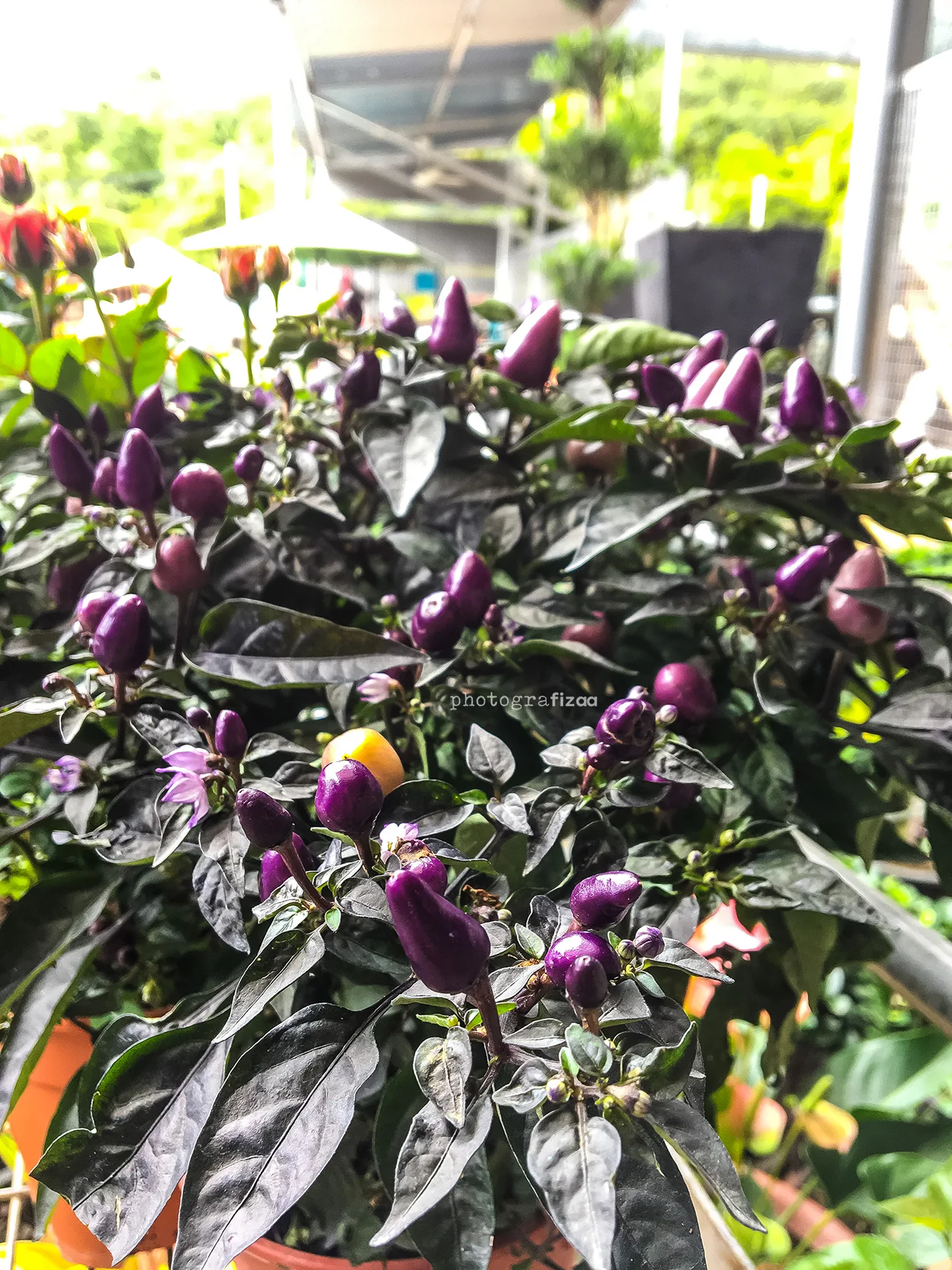 Cili Warna Purple | Blog Sihatimerahjambu