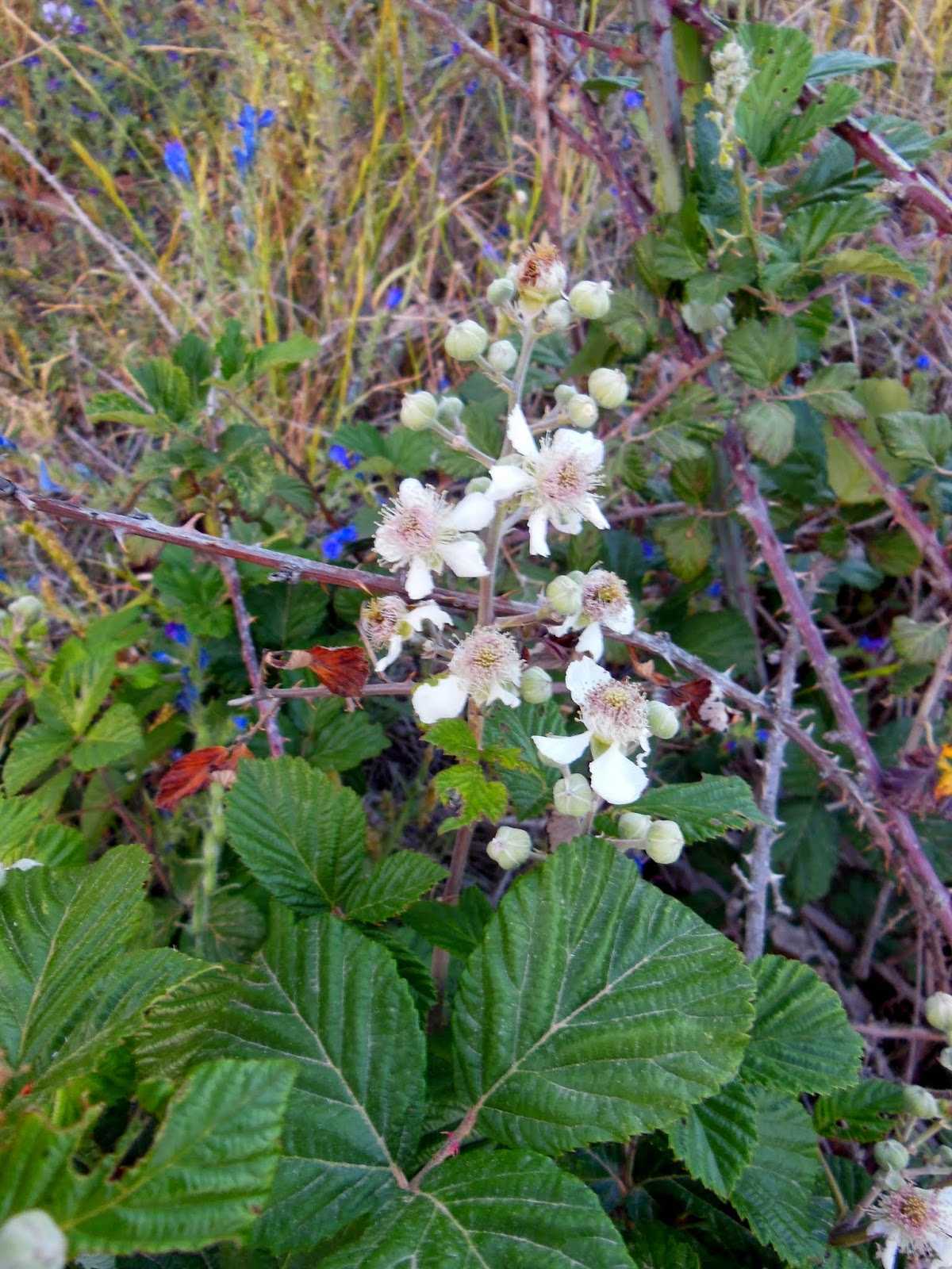 Mi herbario particular: ZARZA (Rubus fruticosus)