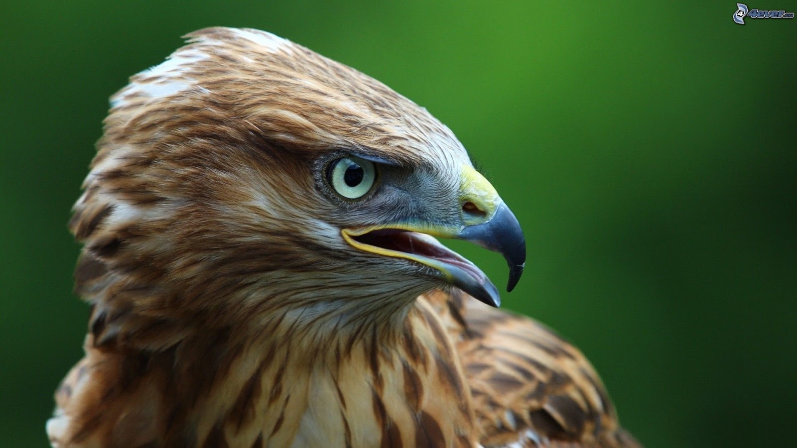 Animales Depredadores