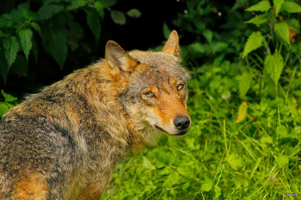 White Wolf : 10 Reasons Why Wolves Are Actually Really Lovable