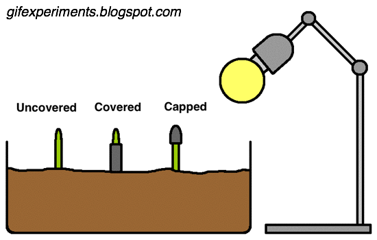 Phototropism In Plants Experiment