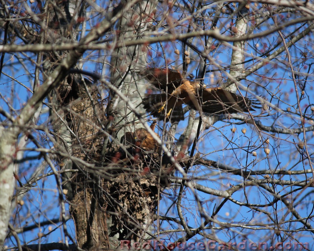 Red House Garden: Two Big Hawks, Sittin' in a Tree...