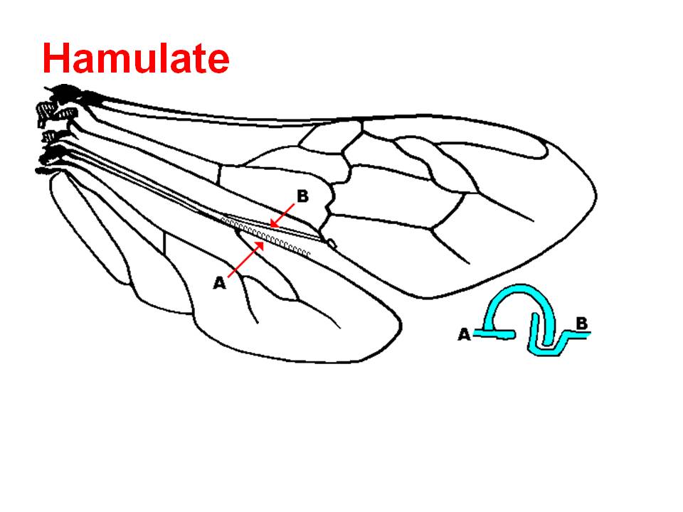 Insect wing, Modifications and Copulation