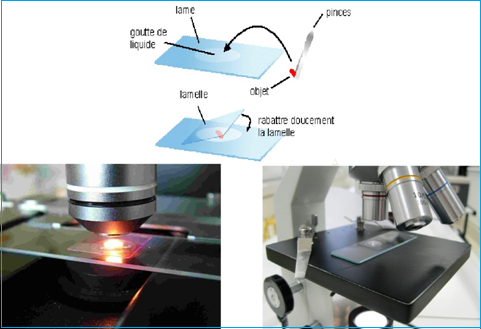 Les différents types des microscopes - Optique, Photonique ...