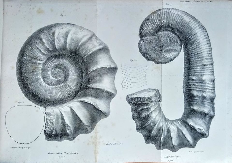 FOSSIL HUNTRESS: HETEROMORPH AMMONITES