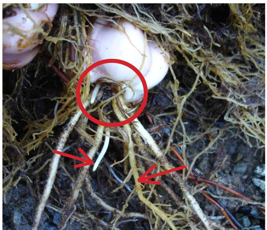 B&D Lilies Garden Blog: Lily Bulbs planted upside down? No worries.