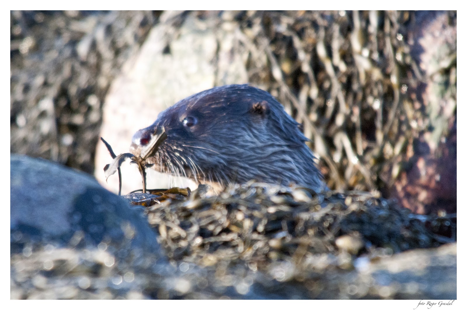 Roger Grasdals Naturbilder