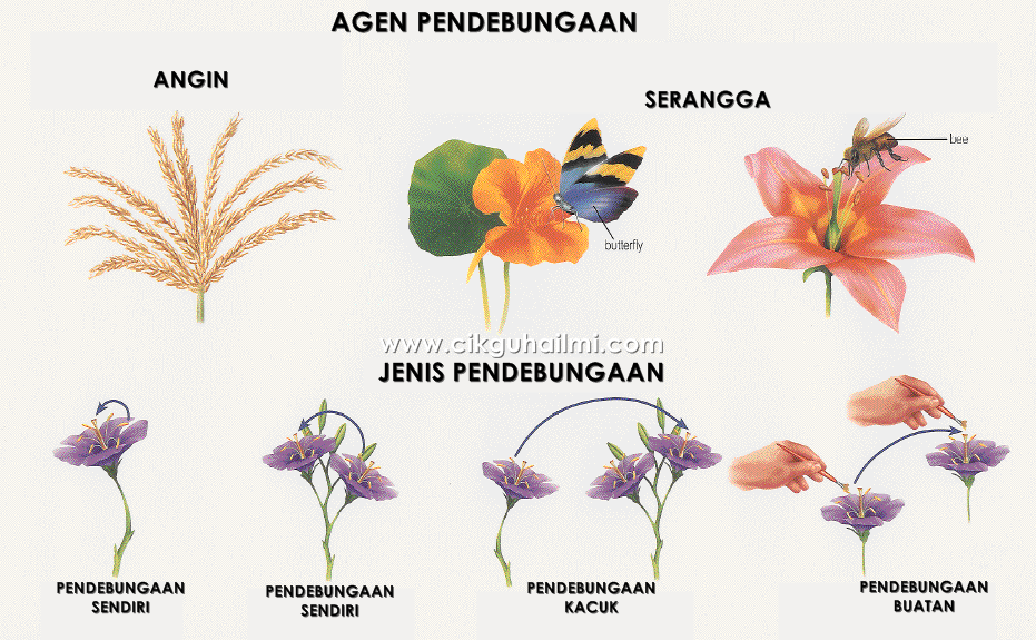 Agen Pendebungaan