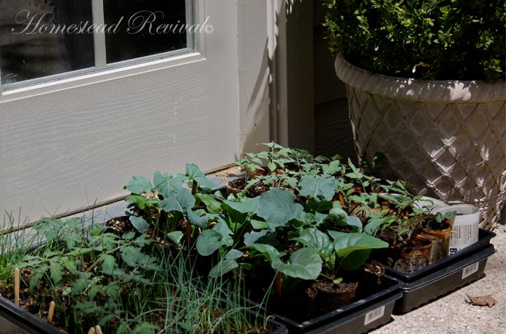 Homestead Revival: Busy As a Bee!