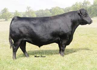 The GENEX Blog: Angus EPD Highlights