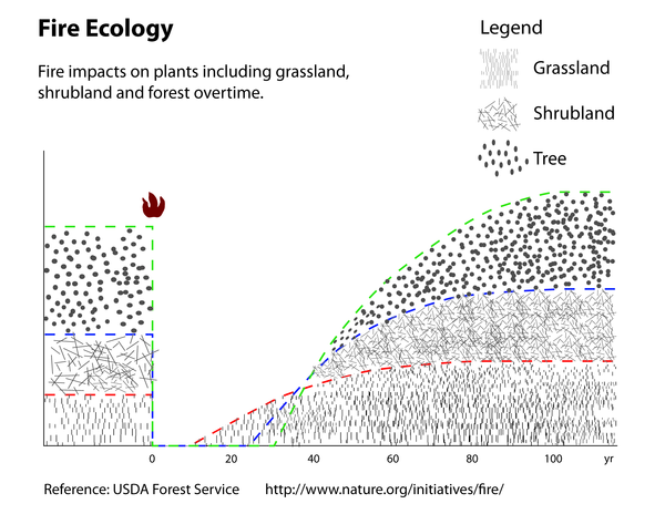Alessandra's Bio Blog: Forest Fire