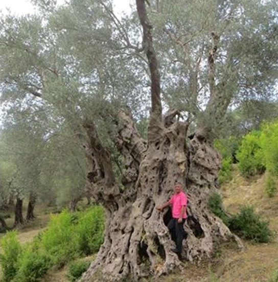 1000-years old olive tree found in the Albanian village