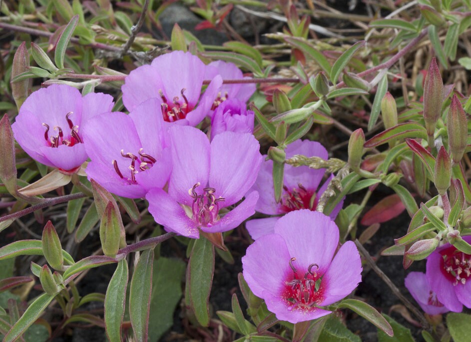 ALAM TUMBUHAN: ALAM TUMBUHAN [Plants kingdom]