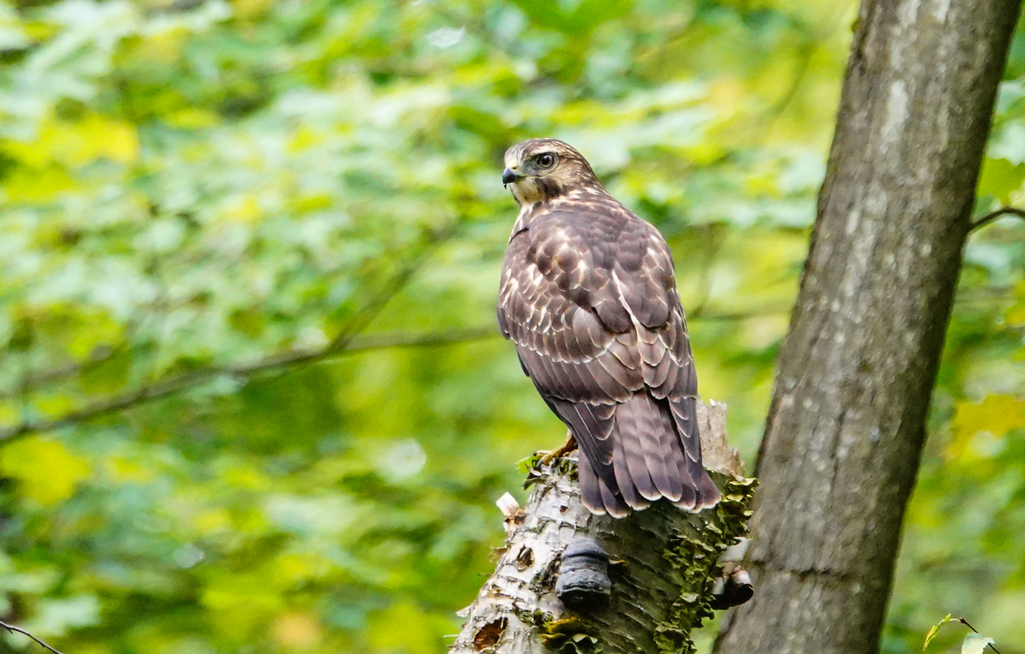 Gale's Photo and Birding Blog: Juvenile Broad-winged Hawk