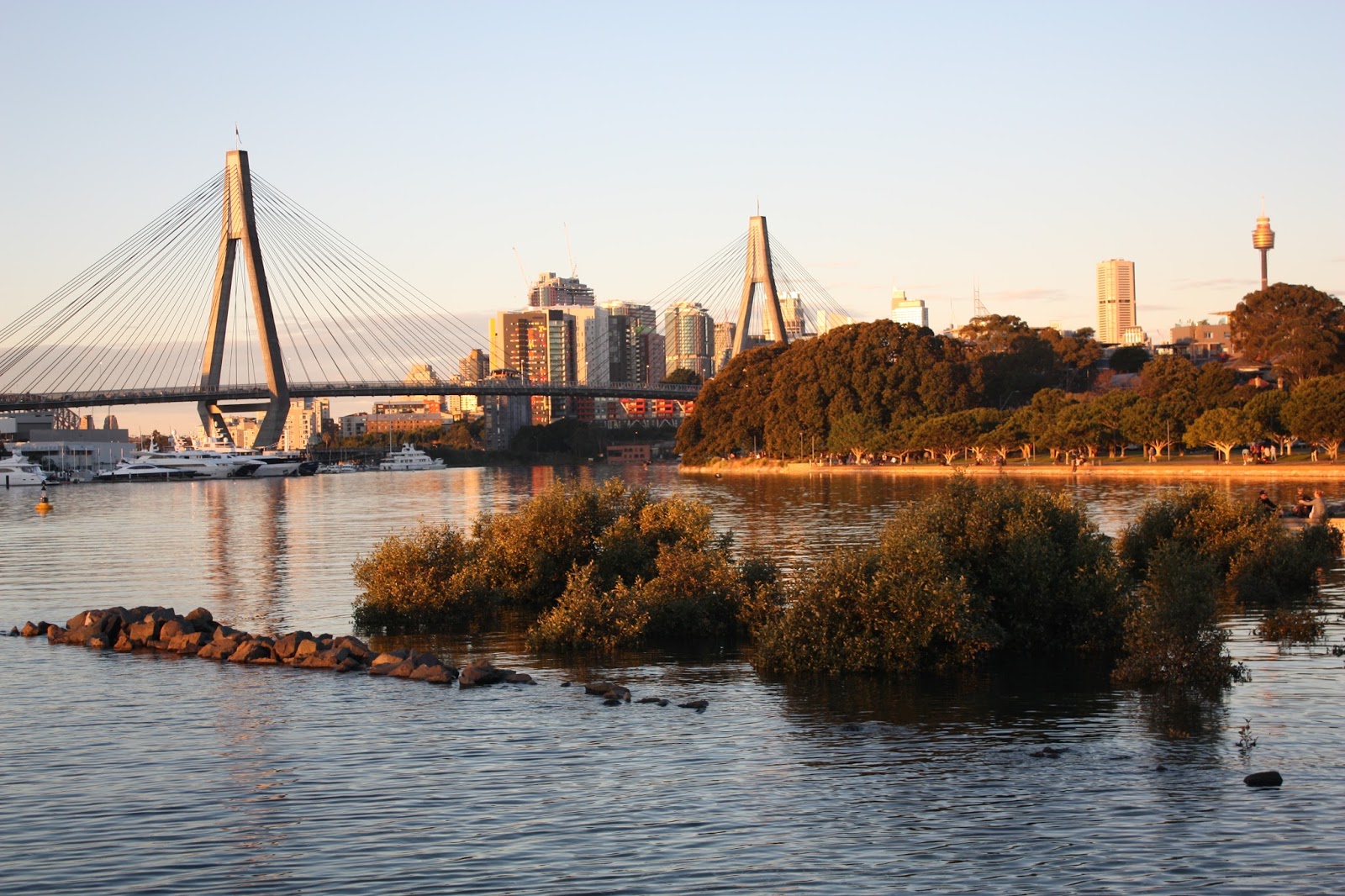 Sydney - City and Suburbs: Blackwattle Bay, Anzac Bridge