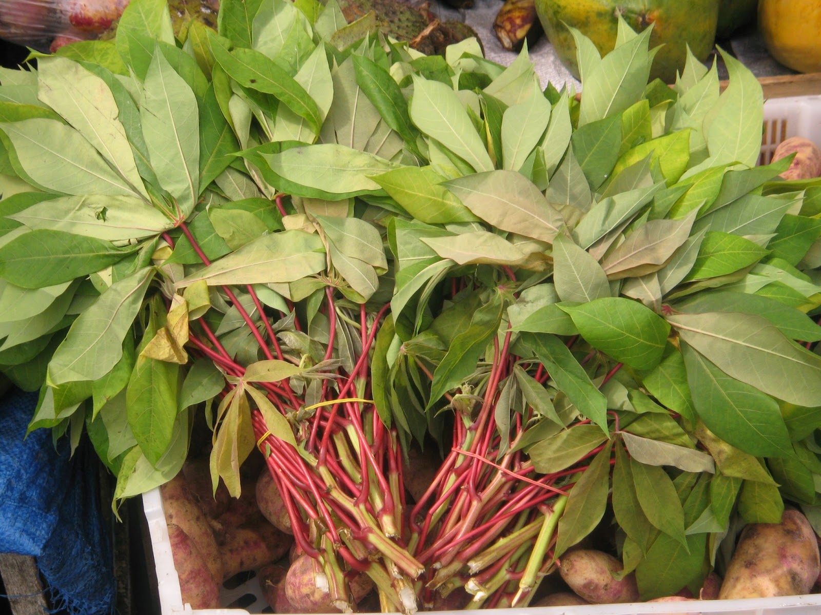 bucaio: Kamoteng Kahoy