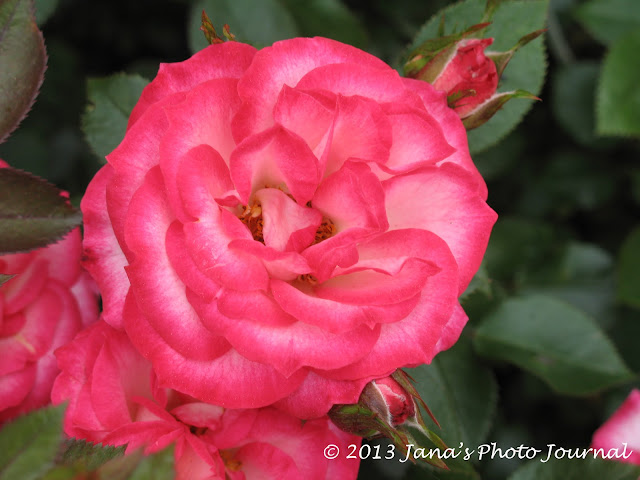 Jana's Place: A Miniature Pink Rose