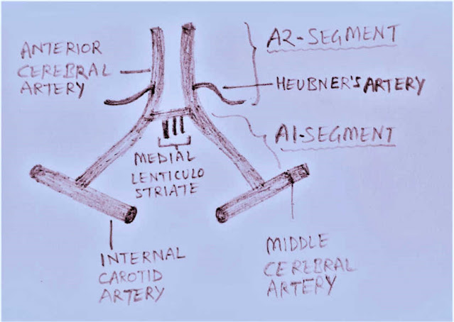 Anterior Cerebral Artery
