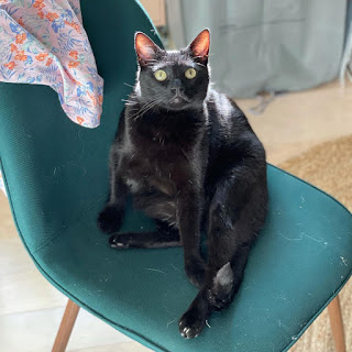 Super Dumb 18 Black Cat Photos That'll Make You Giggle That'll Spice Up ...