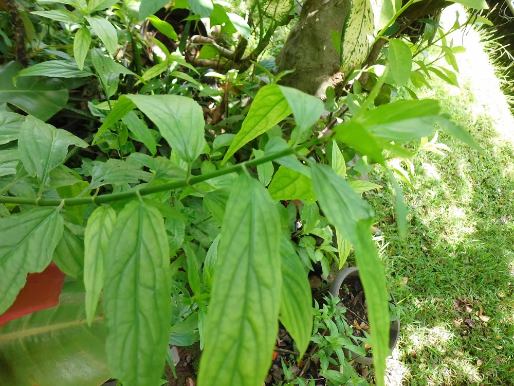 Dandang Gendis Tree