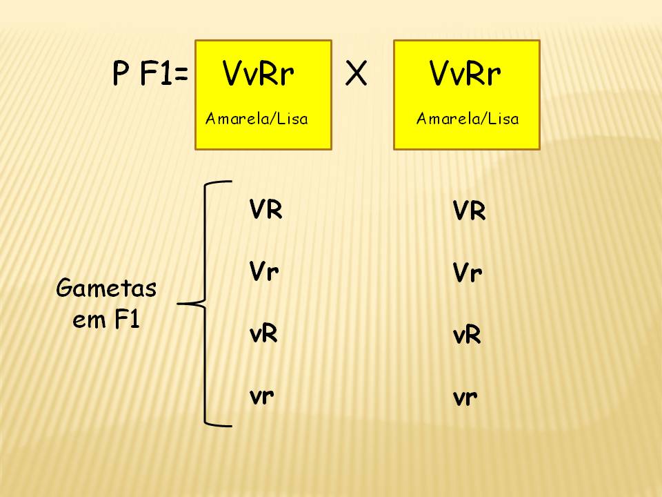 Blog do Prof. Vitor Manzke: 2ª Lei de Mendel (Diibridismo)
