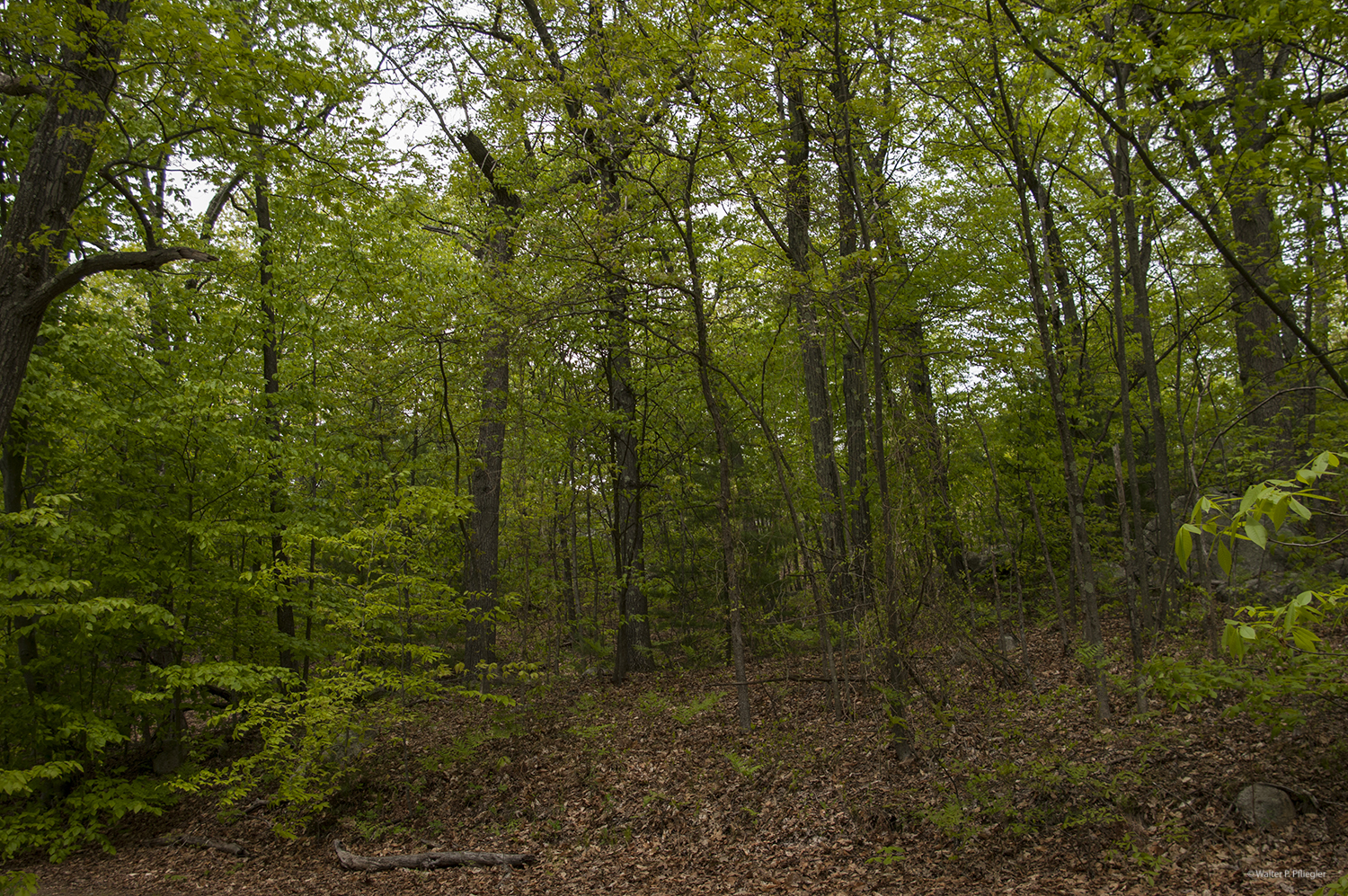 Nature photos from an Amateur Naturalist: Middlesex Fells Reservation ...