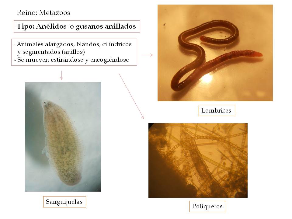 1º ESO Metazoos : Gusanos