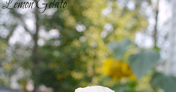 Lemon Gelato