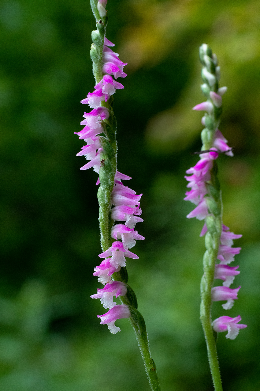 野の花百景: ネジバナ（Nejibana）