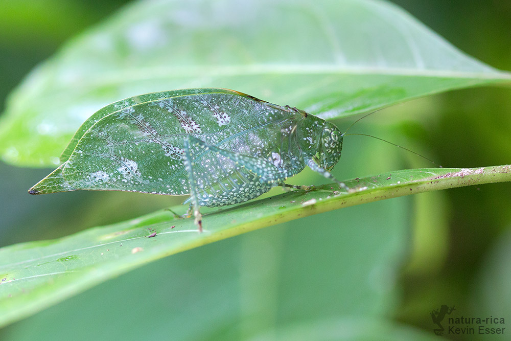 nature photography + herping : March 2018