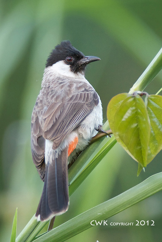 Burung Kutilang - Sooty-headed Bulbul (Pycnonotus aurigaster aurigaster ...