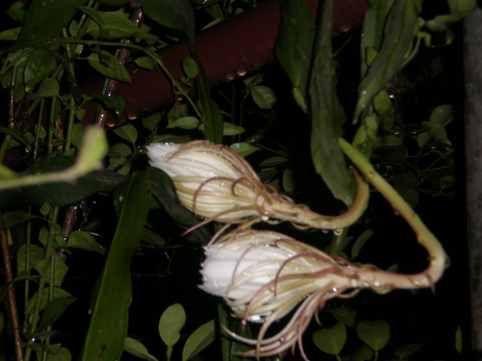 Chitra's Garden: Brahmakamal/ Night blooming Cereus/ Indian Orchid