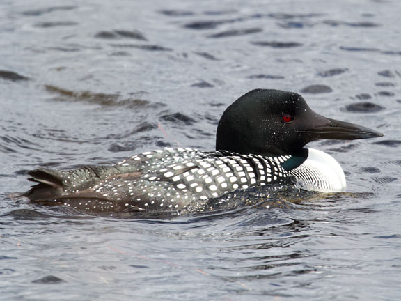 Ecobirder: The Uncommon Common Loon