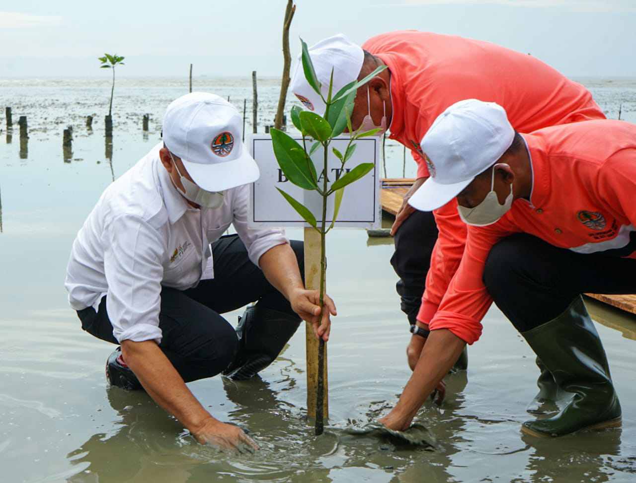 Hutan Mangrove Salah Satu Bentuk Restorasi Ekosistem