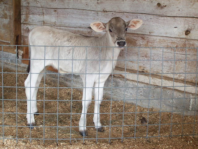 Wayward Goose Farm: Cow of the Day