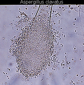 Sustainable Mycology: Aspergillus clavatus