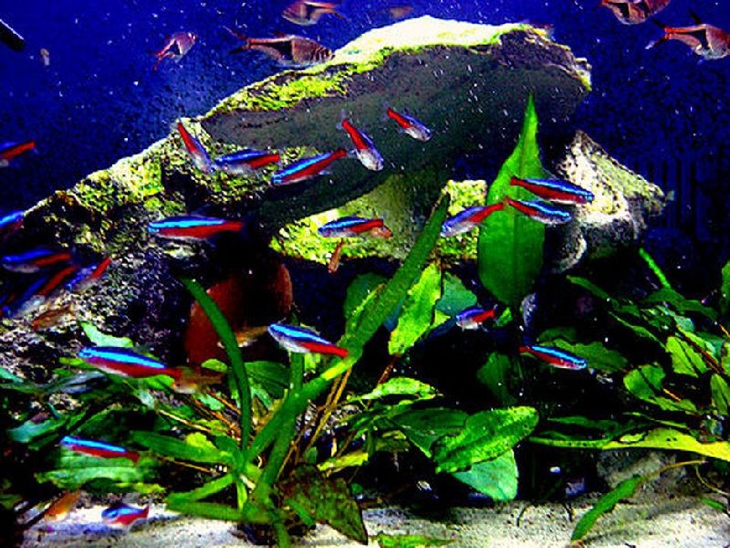 Cara Mudah Ternak Ikan Cardinal Tetra (Car Tetra) | Ternak Ikan Hias