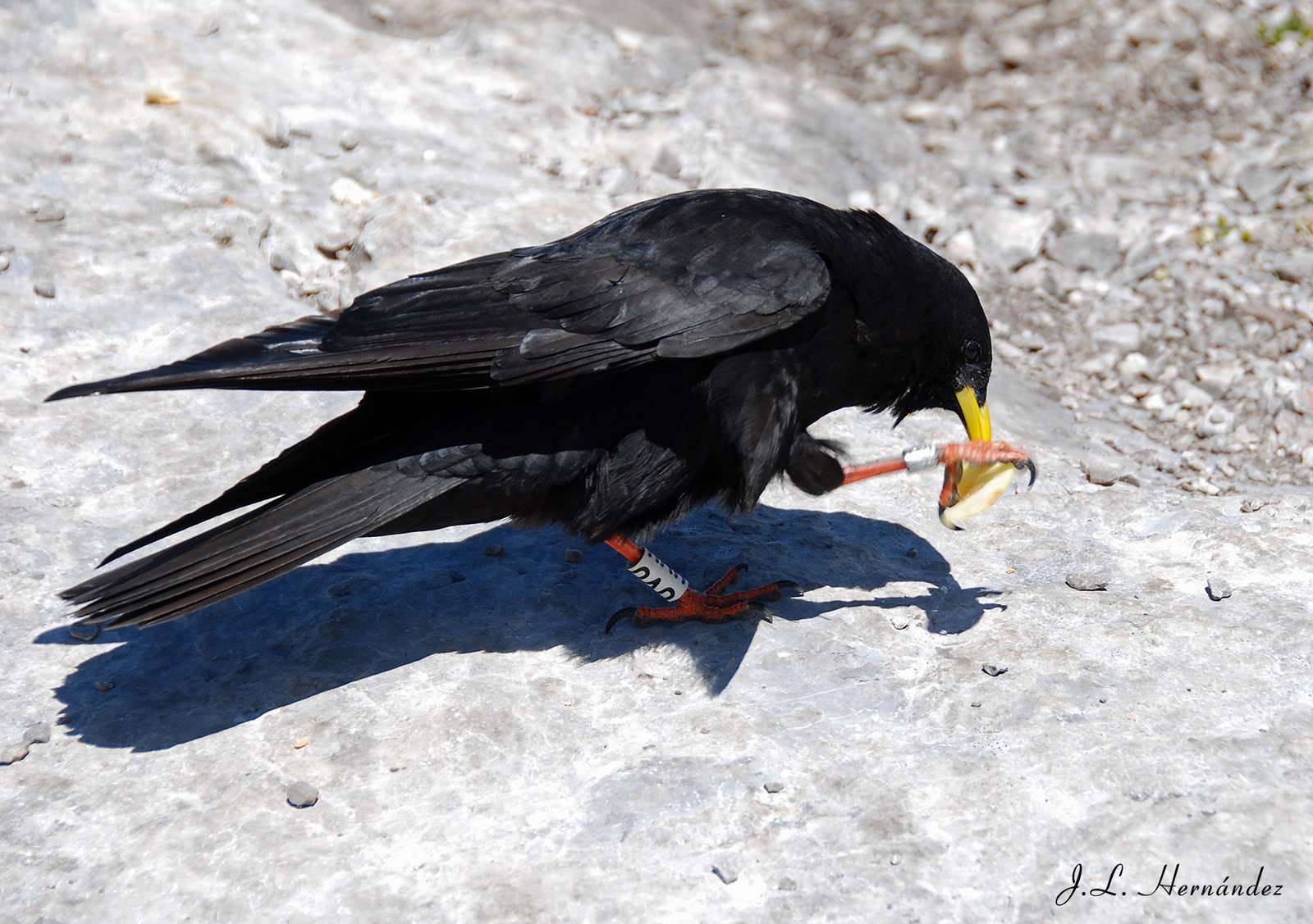HEGAZTIKLIK: CHOVA PIQUIGUALDA (Pyrrhocorax graculus)