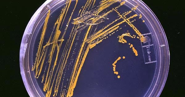 Preparation of Media For Culture-PDA, PDB & NA Recipes