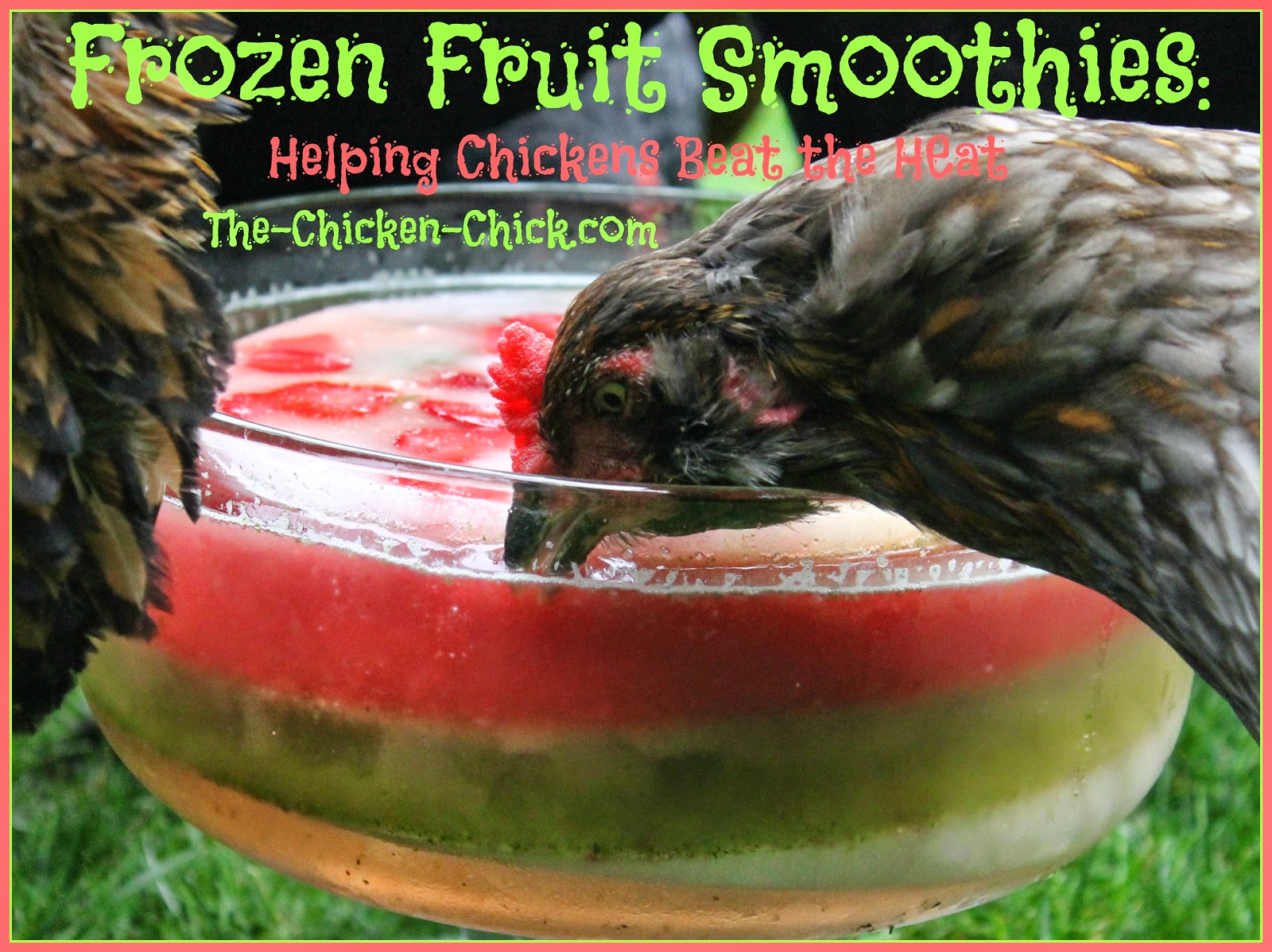 What Frozen Fruits Can Chickens Eat at Marylynn Boucher blog