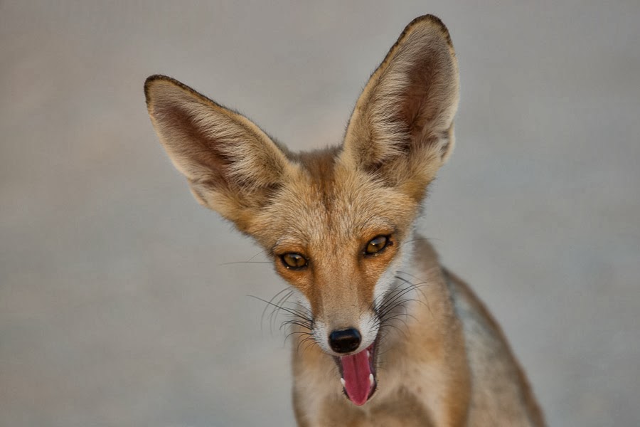 Birds of Saudi Arabia: Arabian Red Fox again – Dhahran Hills