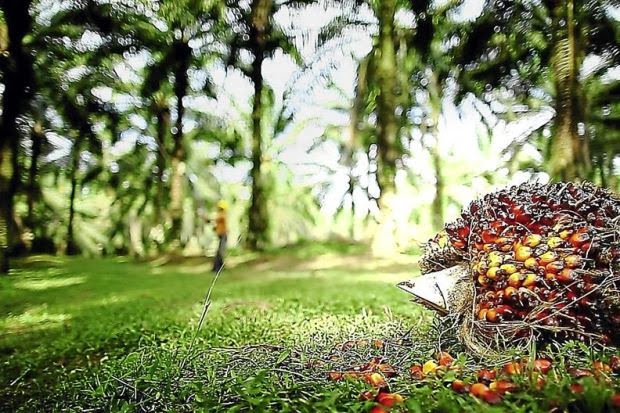 Bursa Dummy: TSH: Wakuba To Make The Difference?